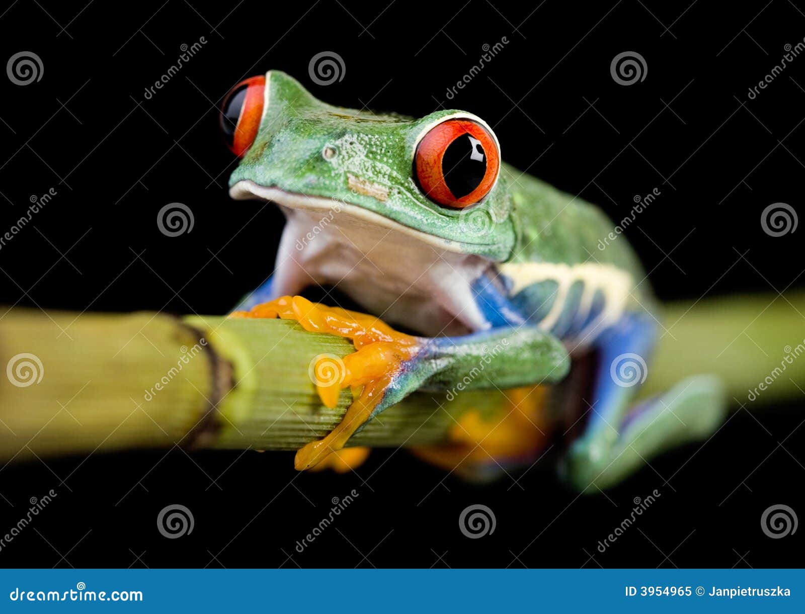 Kikker stock afbeelding. Image of groot, wild, kikkers - 3954965