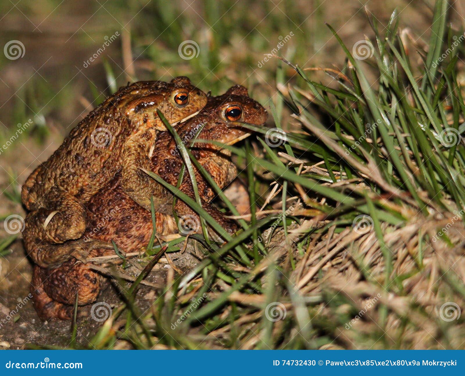 Kikker stock foto. Image of lente, rood, vijver, leven - 74732430