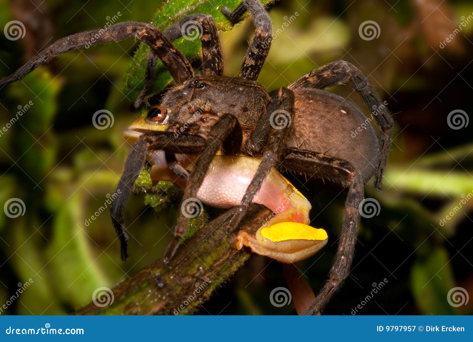 Kikker Die Doden Van De Tarantula Het Grote Harige Spin Eten Stock ...