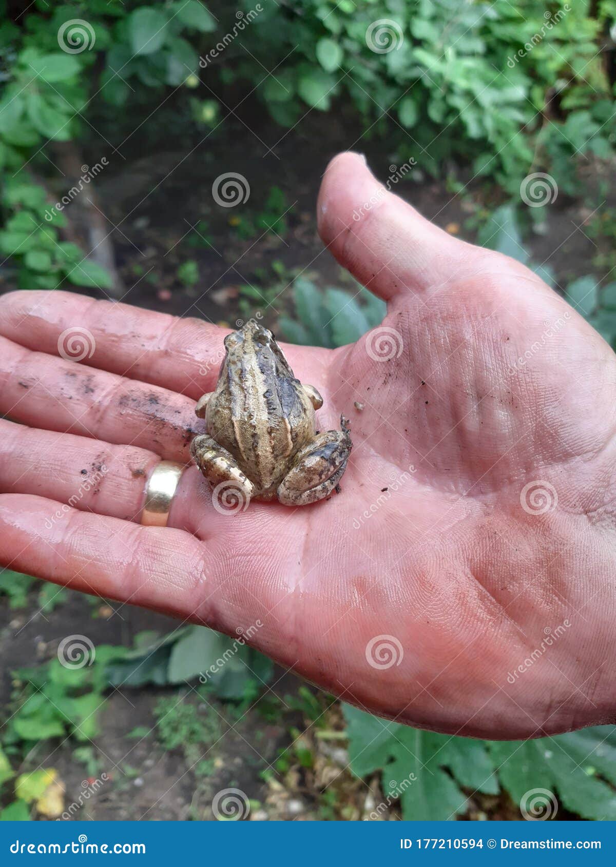Kikker in het bos stock foto. Image of zomer, reptiel - 177210594
