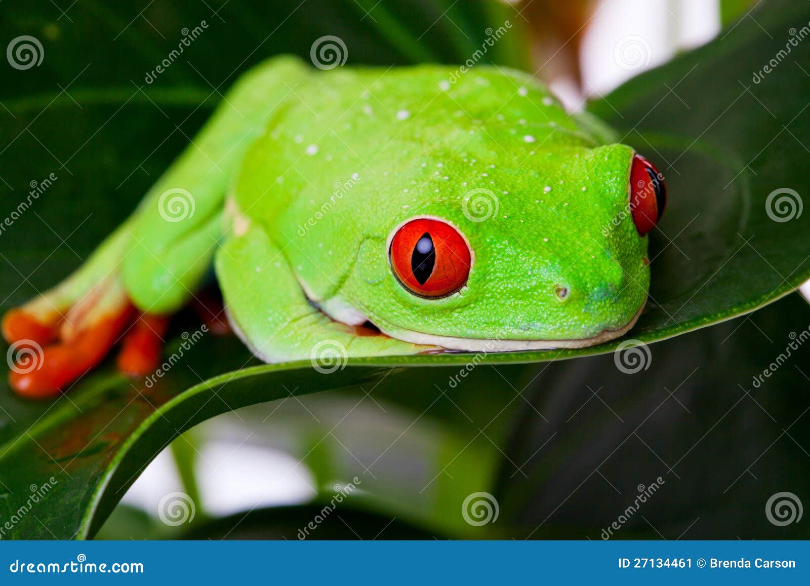 Kikker op Blad stock afbeelding. Image of leuk, zitting - 27134461