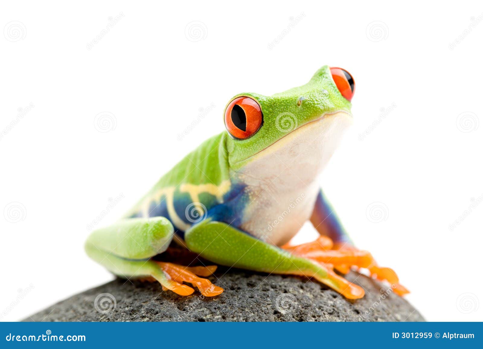 Kikker op een rots stock afbeelding. Image of kikker, behoud - 3012959