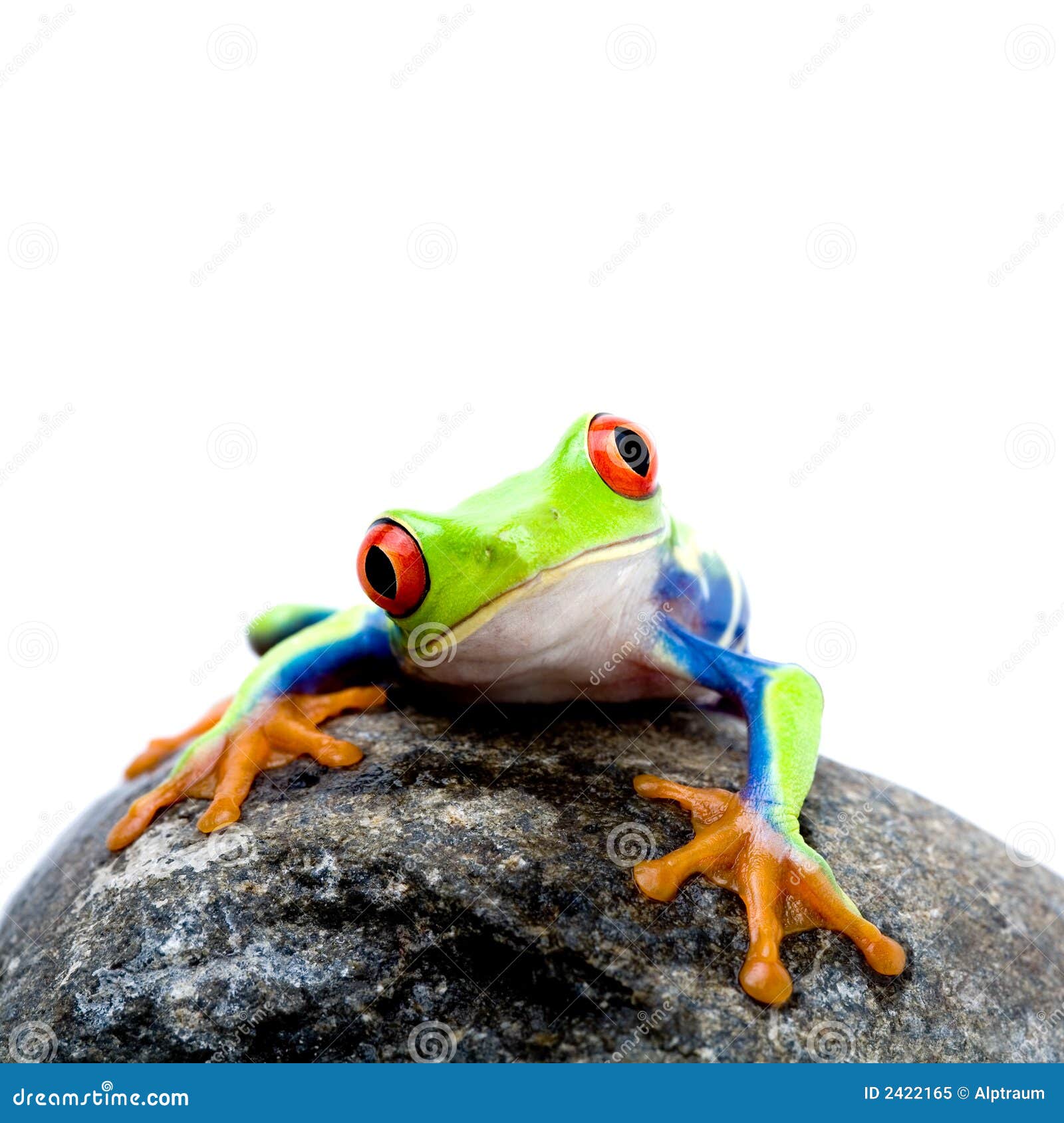 Kikker op rots stock afbeelding. Image of sluit, nieuwsgierig - 2422165
