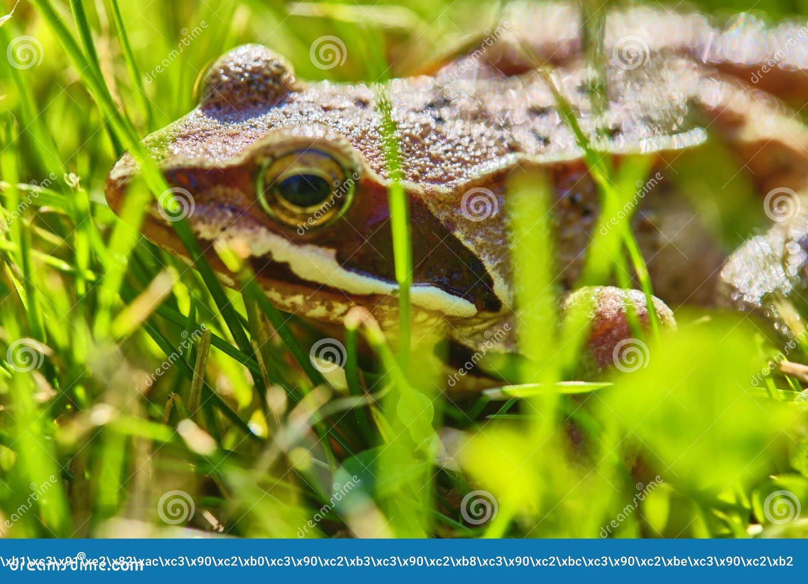 Kikkervisjes in De Kleur Van Het Gemiddelde Van Het Grasplan Stock Illustratie - Illustration of ...