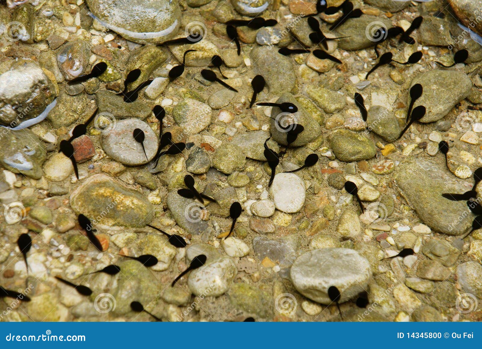 Kikkervisjes Die in Water Zwemmen Stock Foto - Image of stroom ...