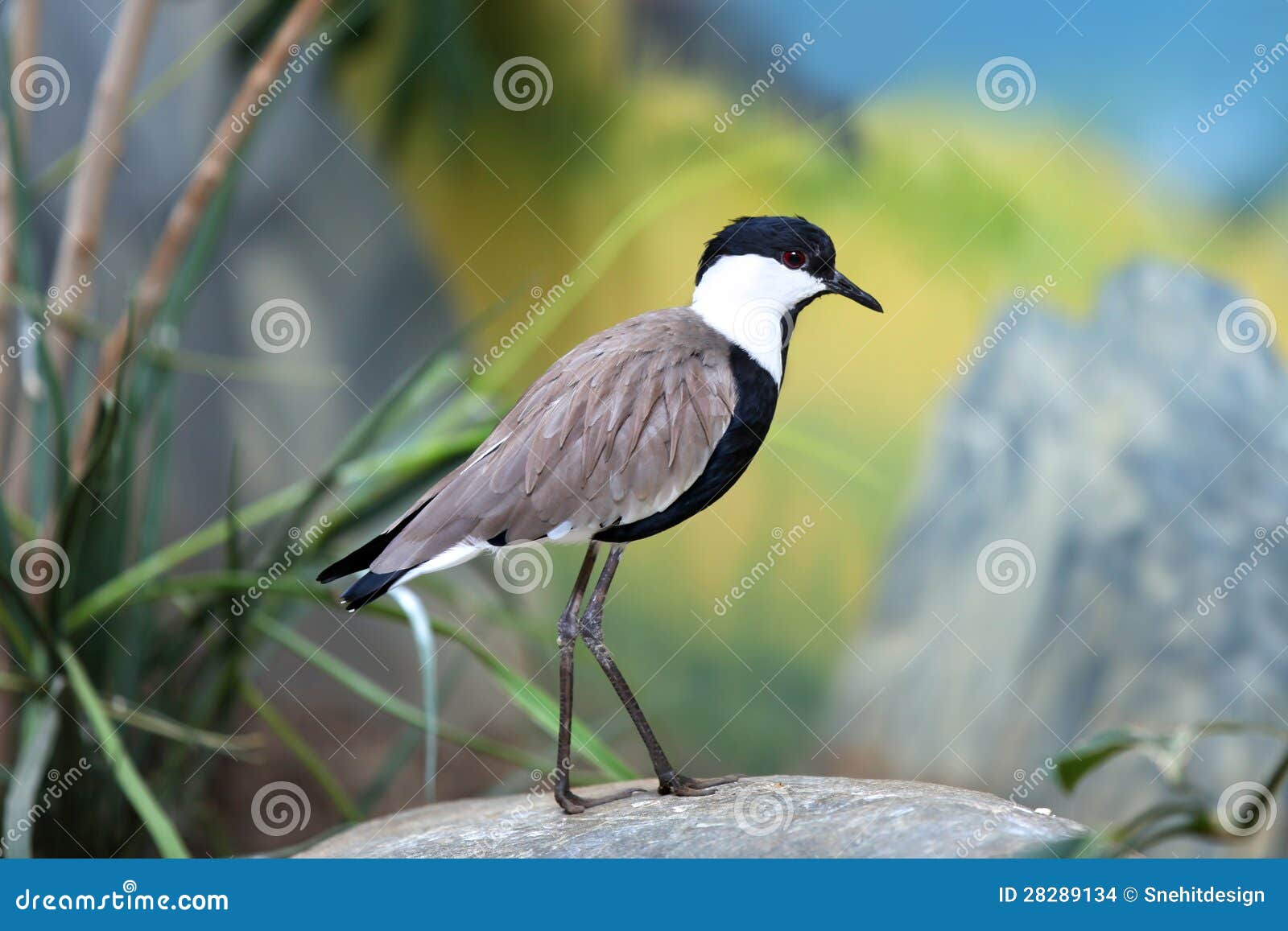 Kildeer stock photo. Image of beautiful, blacksmith, avian - 28289134
