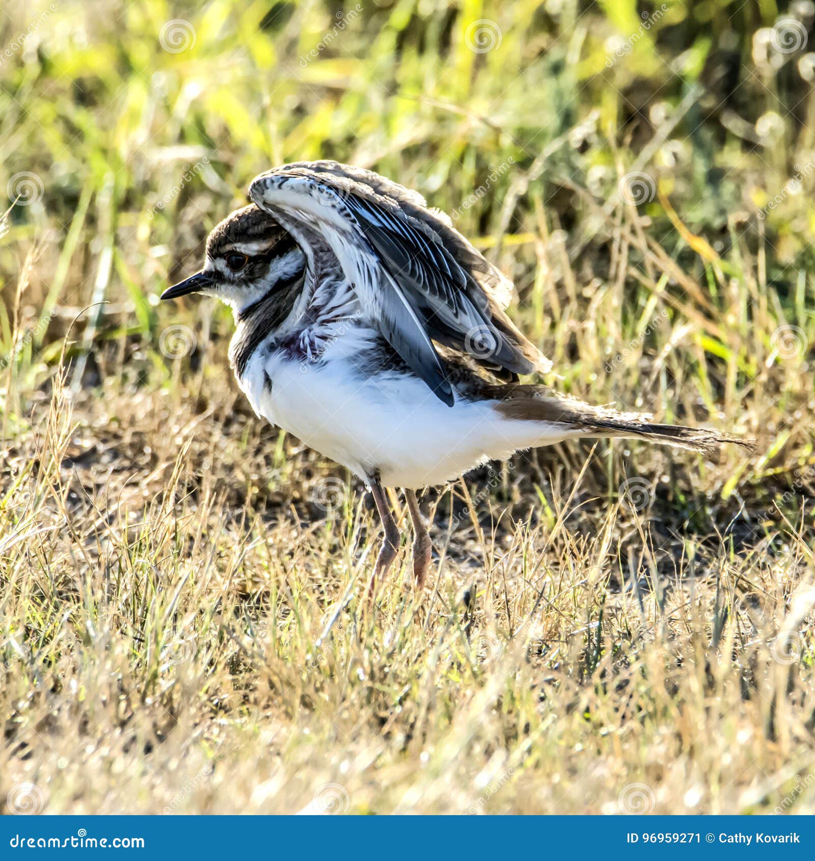 Kildeer stock image. Image of bird, white, stripes, brown - 96959271