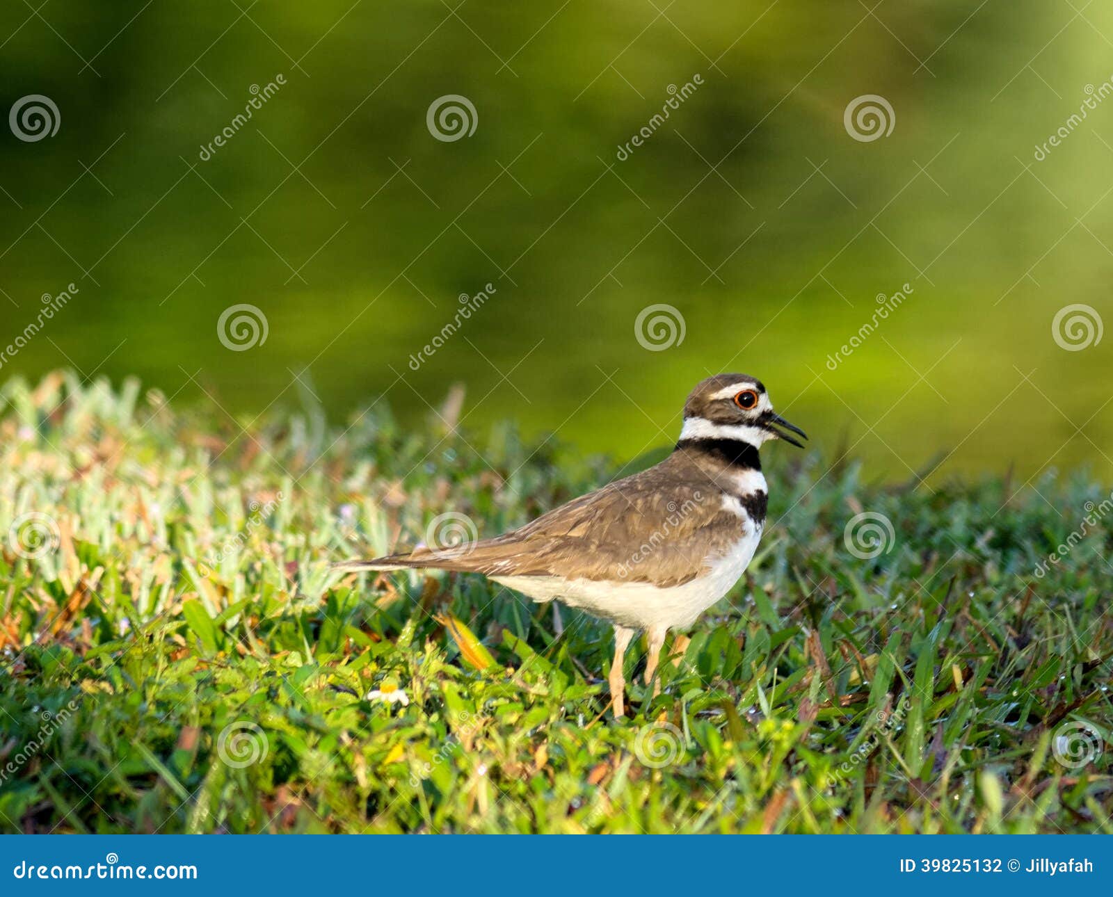 Kildeer Vocalizing stock photo. Image of green, open - 39825132
