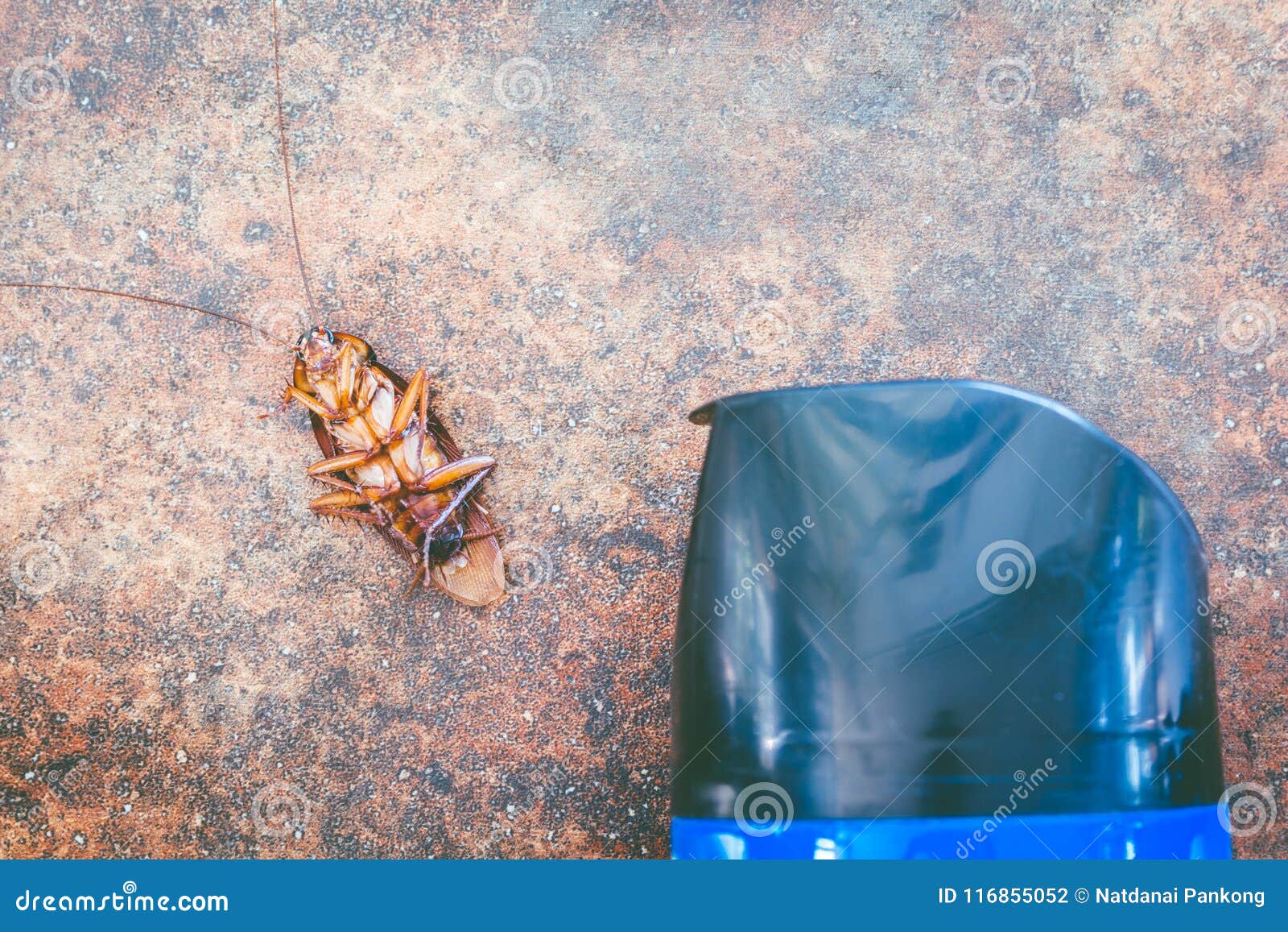 Kill a cockroach stock photo. Image of creature, pest - 116855052