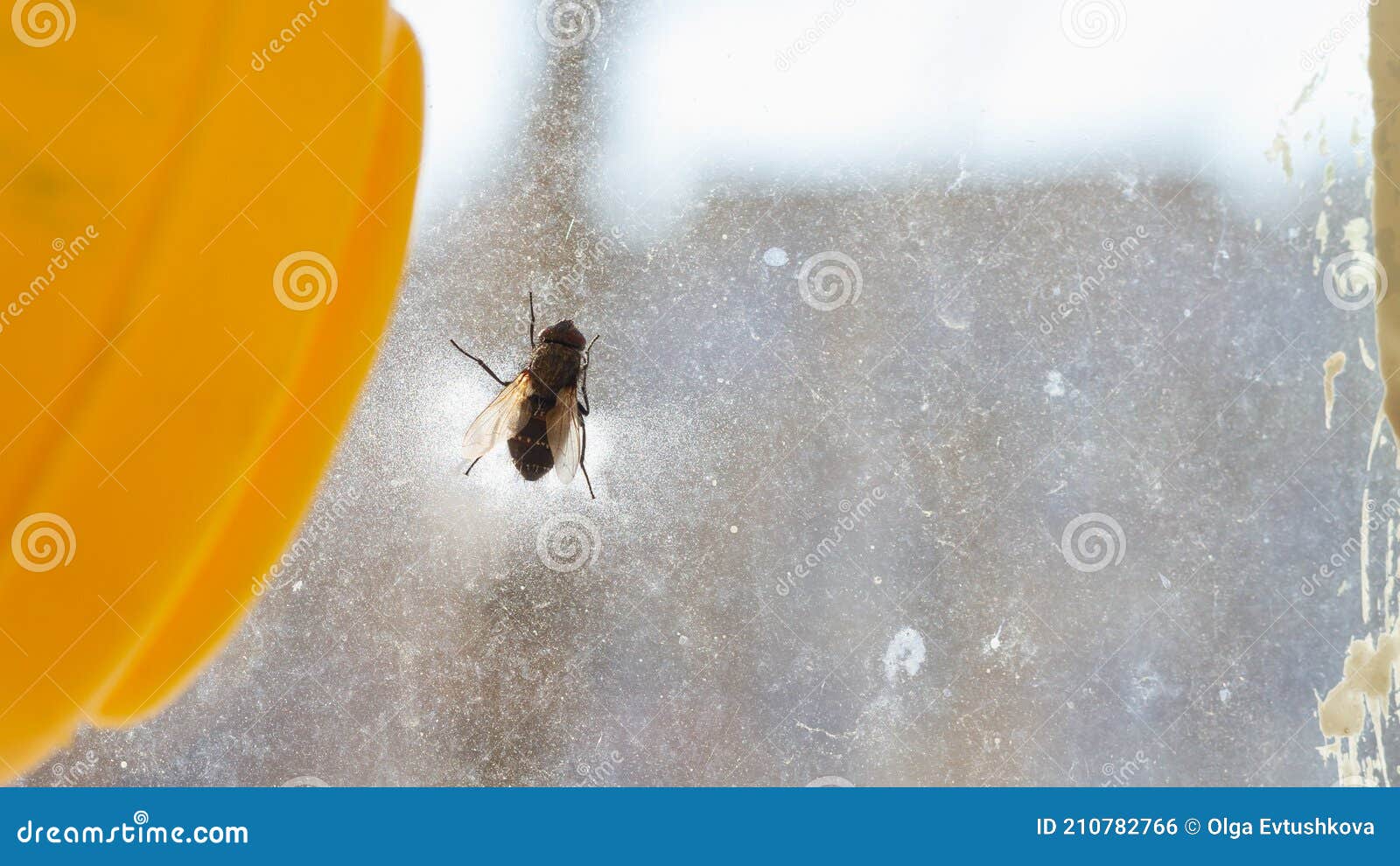 Kill a Fly on the Window with a Plastic Hammer Stock Photo - Image of ...