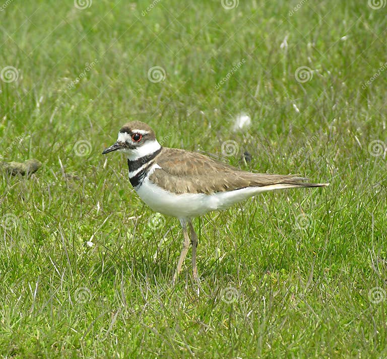 Killdeer 1 stock image. Image of plover, killdeer, grass - 118669