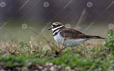 Killdeer stock photo. Image of feather, legs, pasture - 1703616