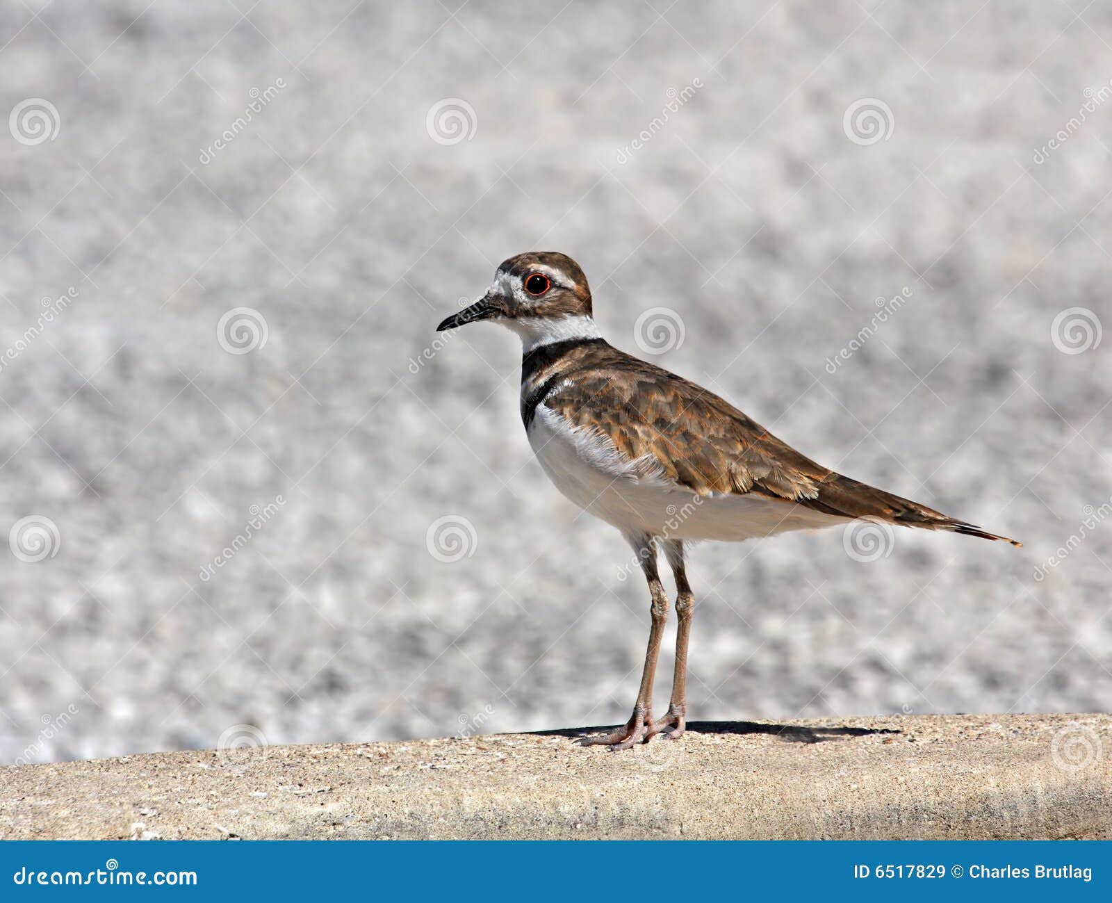 Killdeer Image. Image: 6517829