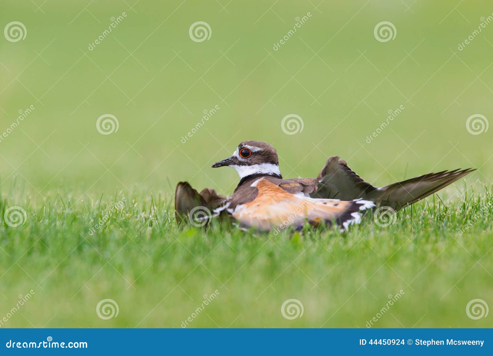Killdeer Act stock photo. Image of guarding, ground, mother - 44450924