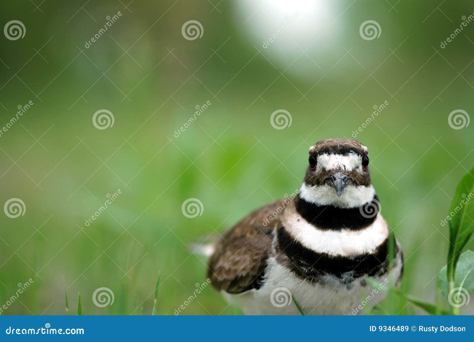 Killdeer Bird Picture. Image: 9346489
