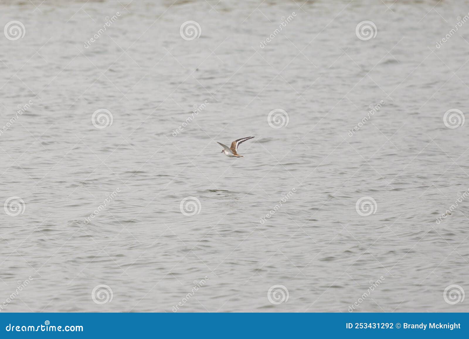 Killdeer Bird in Flight stock photo. Image of markings - 253431292