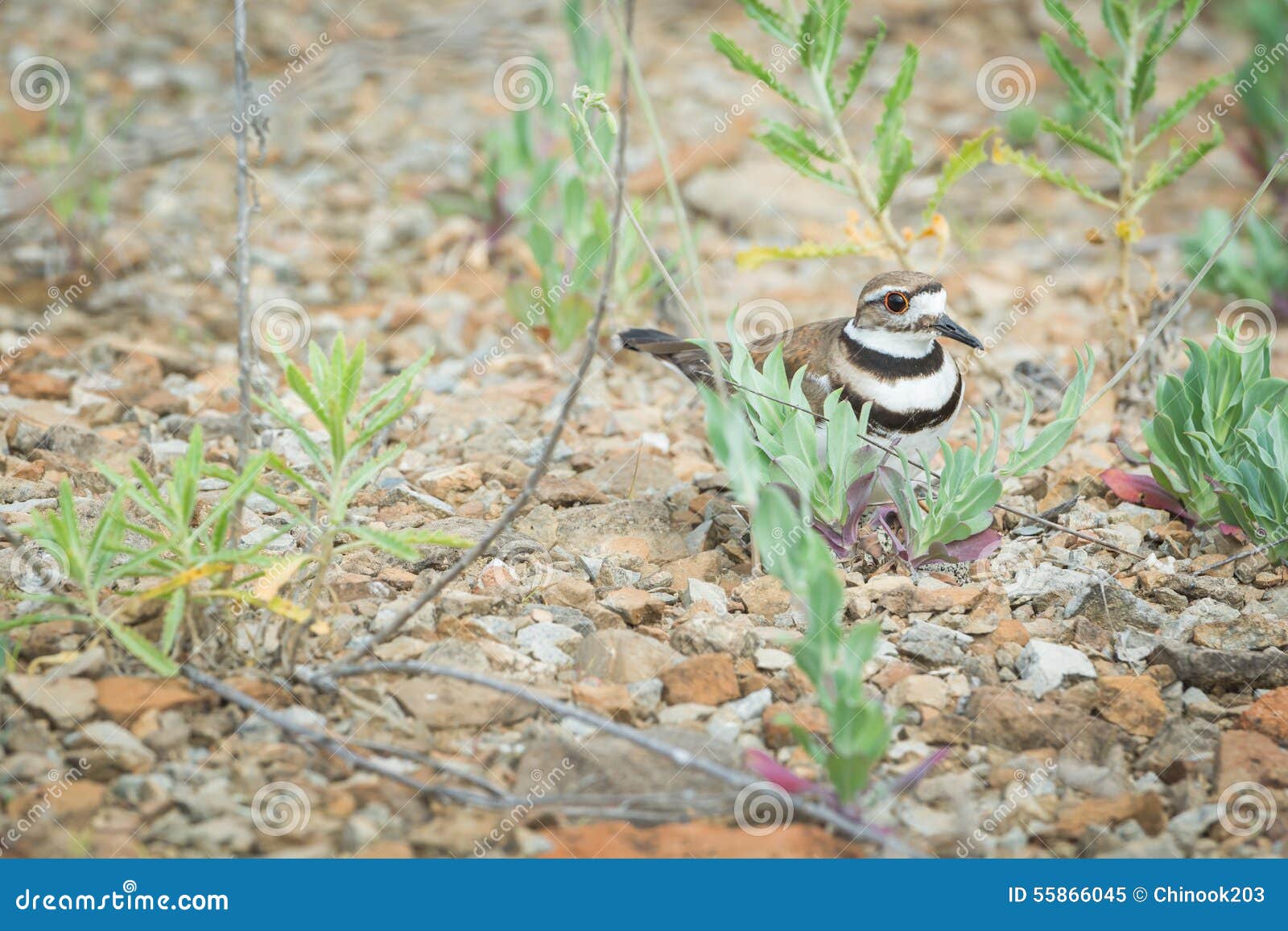 Killdeer Bird Guards Her Nest of Eggs. Stock Image - Image of behavior ...