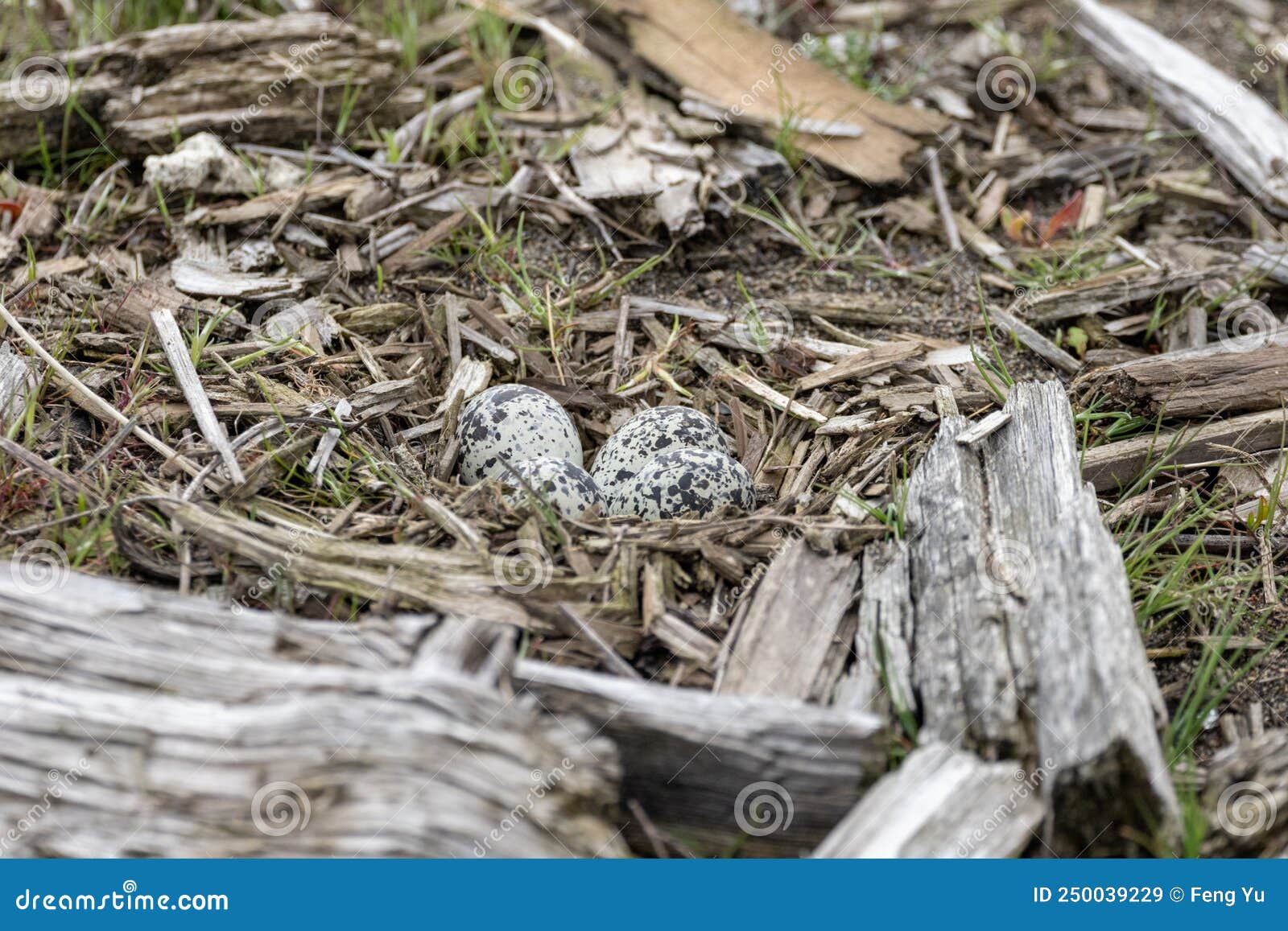 Killdeer bird nest stock image. Image of columbia, canada - 250039229