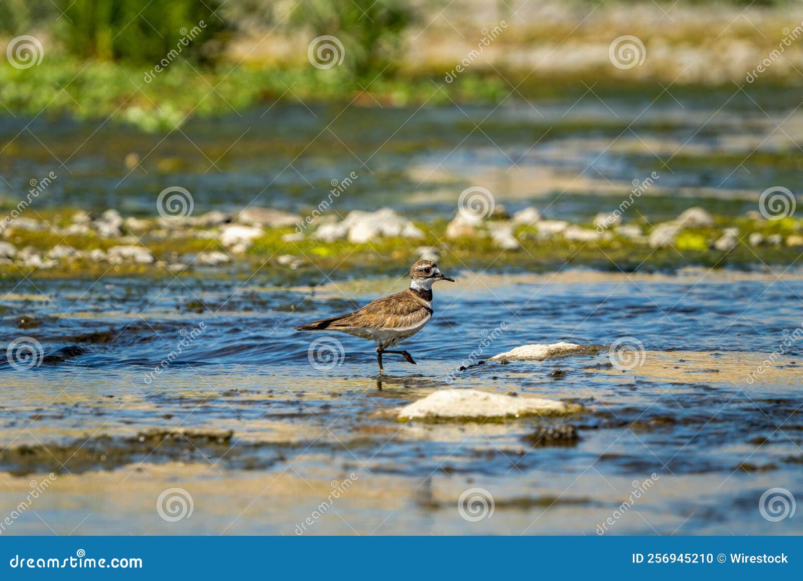 Killdeer Bird Searching for Food at the River Stock Photo - Image of ...