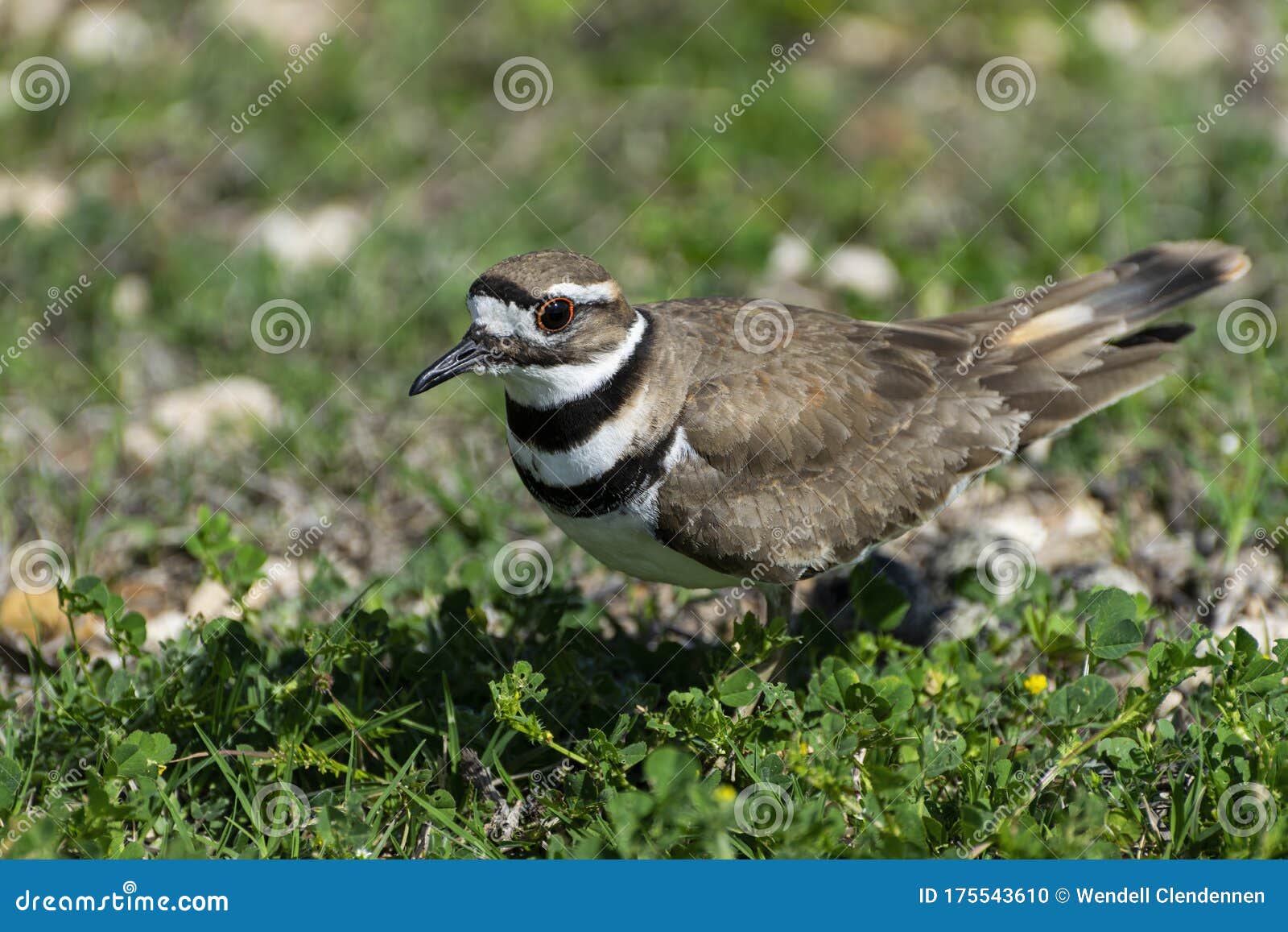 Killdeer Bird Standing in Patch of Green Clover Stock Photo - Image of ...