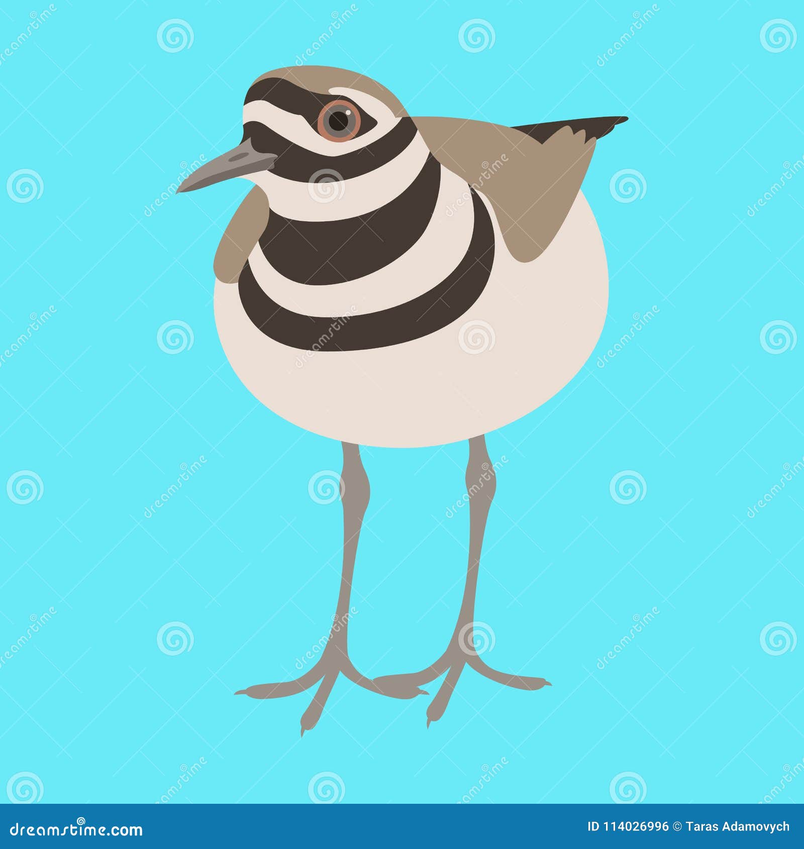 Killdeer Bird Vector Illustration Flat Style Front Stock Vector ...