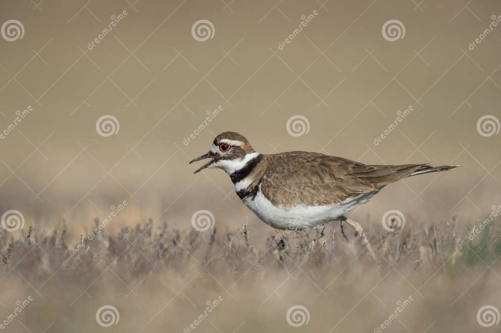 Killdeer Bird Walking in the Field Stock Image - Image of avian, nature ...