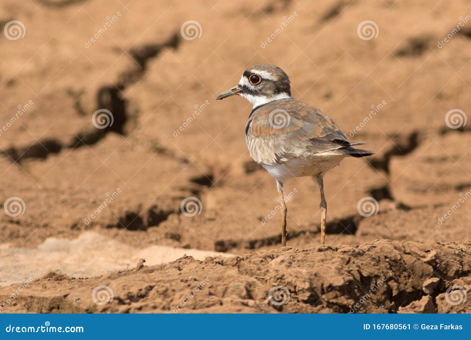 Killdeer Charadrius Vociferus Bird on Cracked Ground Stock Image ...