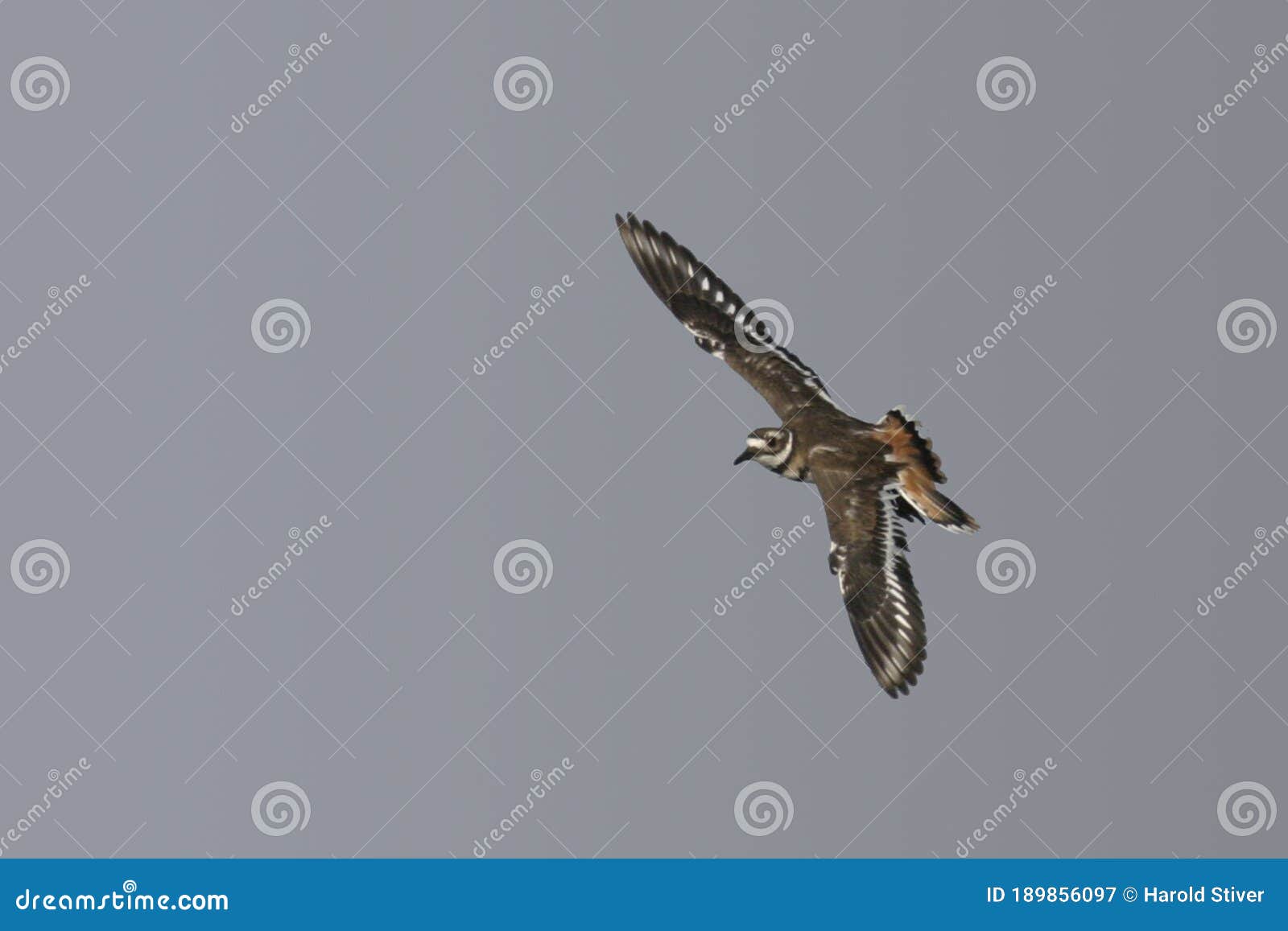 Killdeer, Charadrius Vociferus, in Flight Stock Image - Image of beach ...