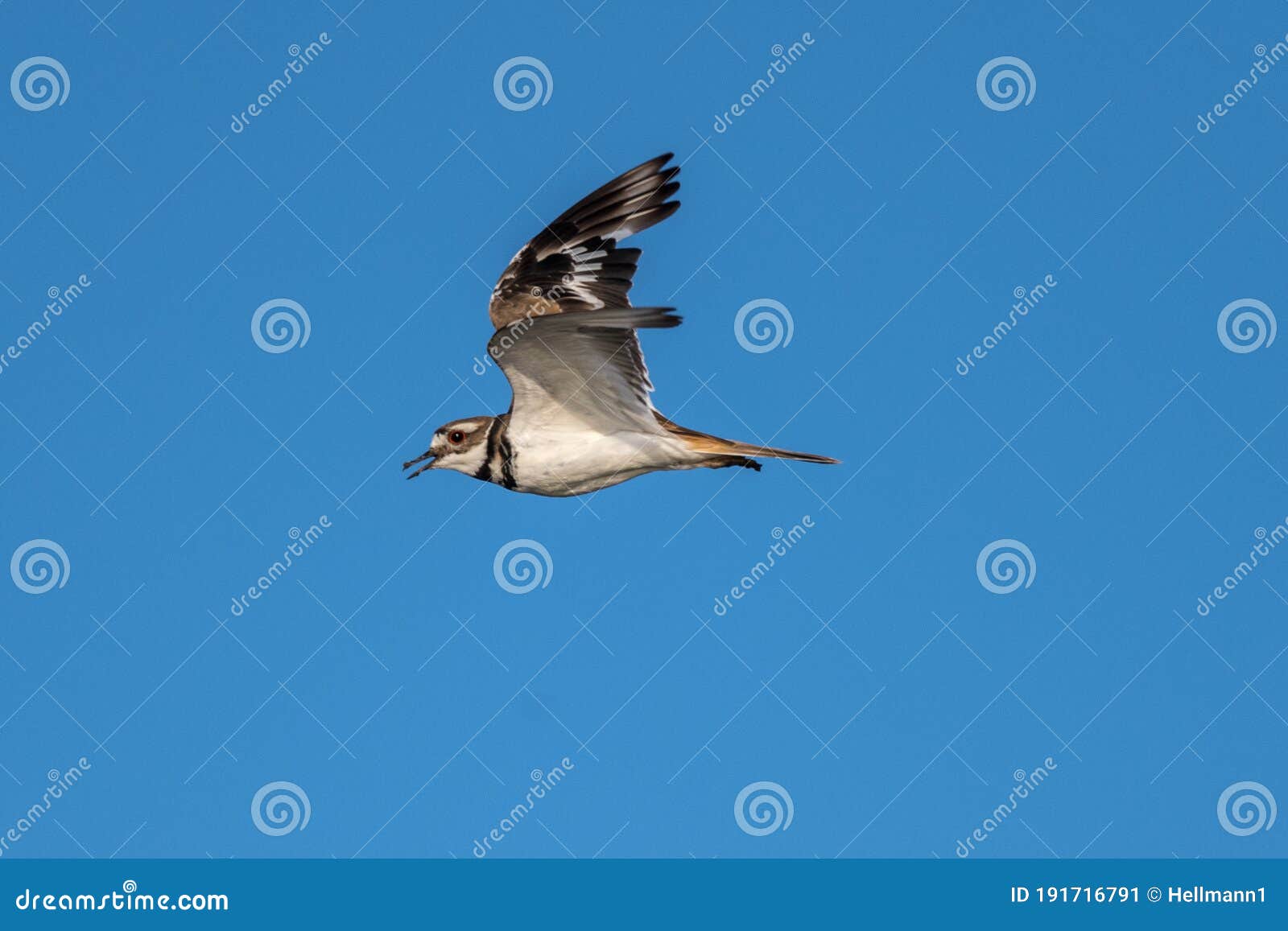 Killdeer in Flight stock image. Image of brown, charadrius - 191716791