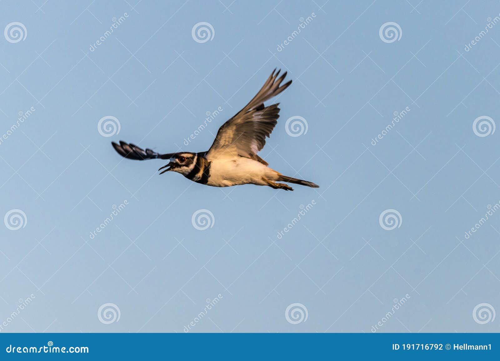 Killdeer in Flight stock photo. Image of washington - 191716792