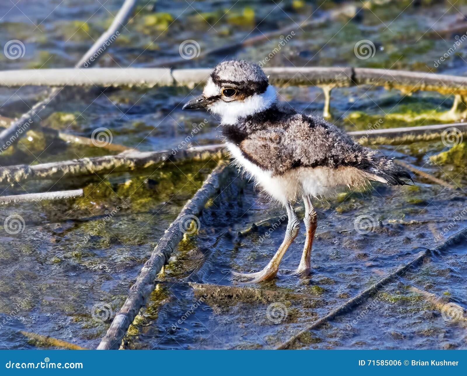 Killdeer Chick stock photo. Image of dirt, road, vociferus - 71585006