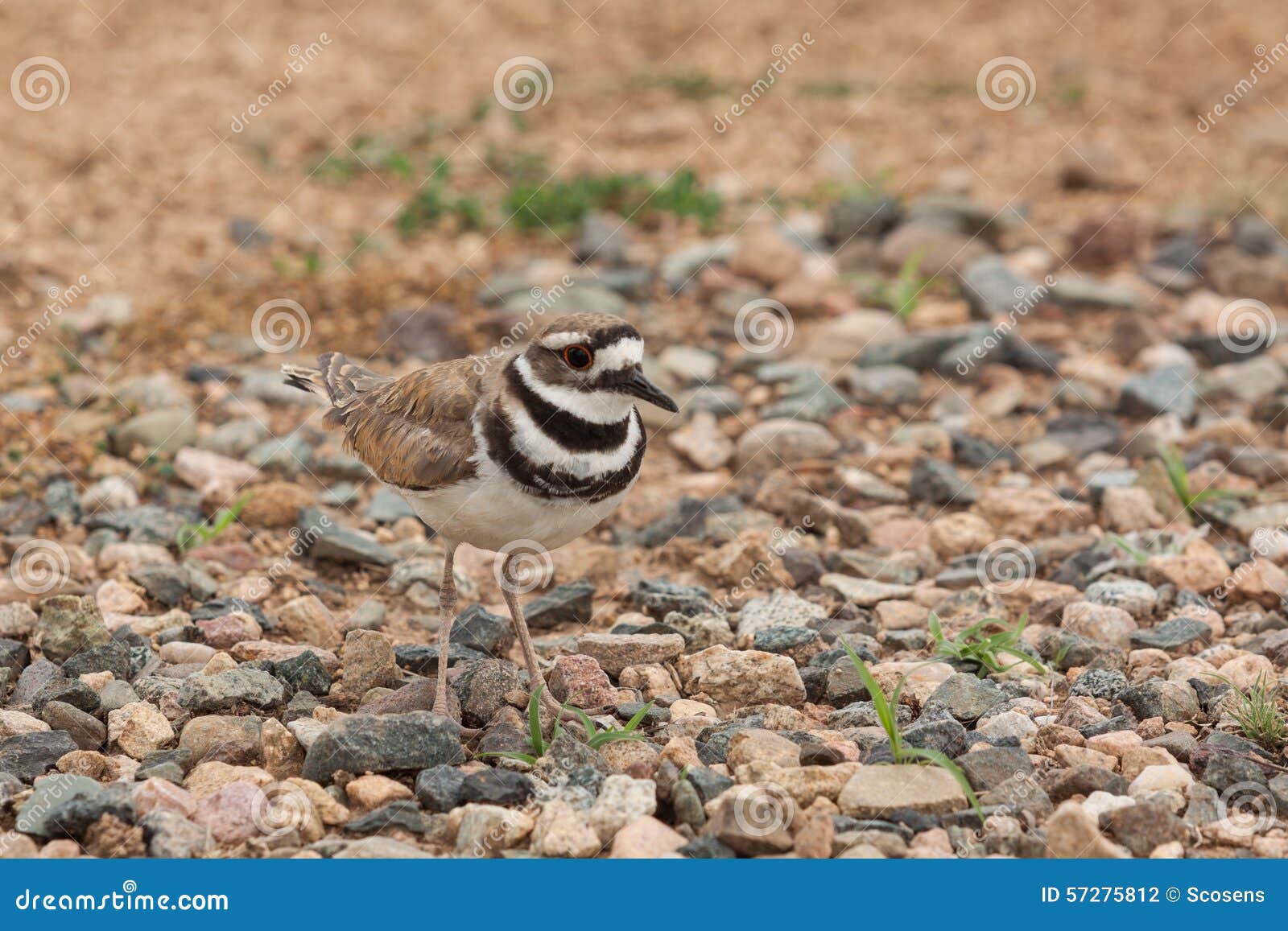 Killdeer stock photo. Image of avian, plover, killdeer - 57275812