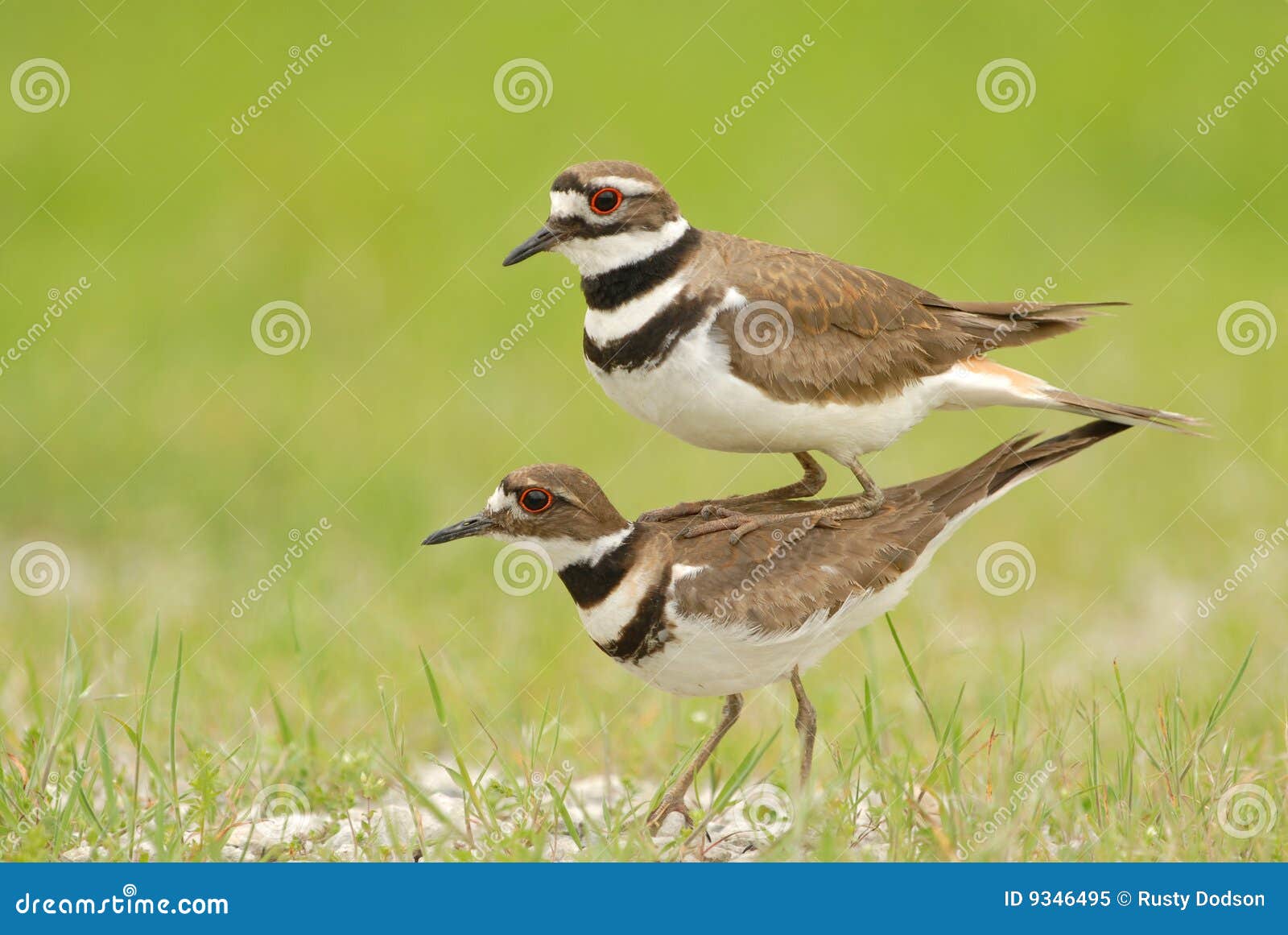 Killdeer de comportement image stock. Image du oiseau - 9346495