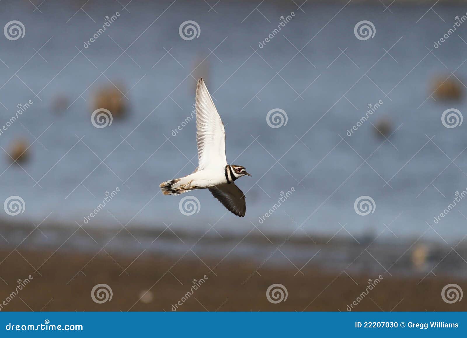 Killdeer in flight stock photo. Image of coastal, shorebirds - 22207030