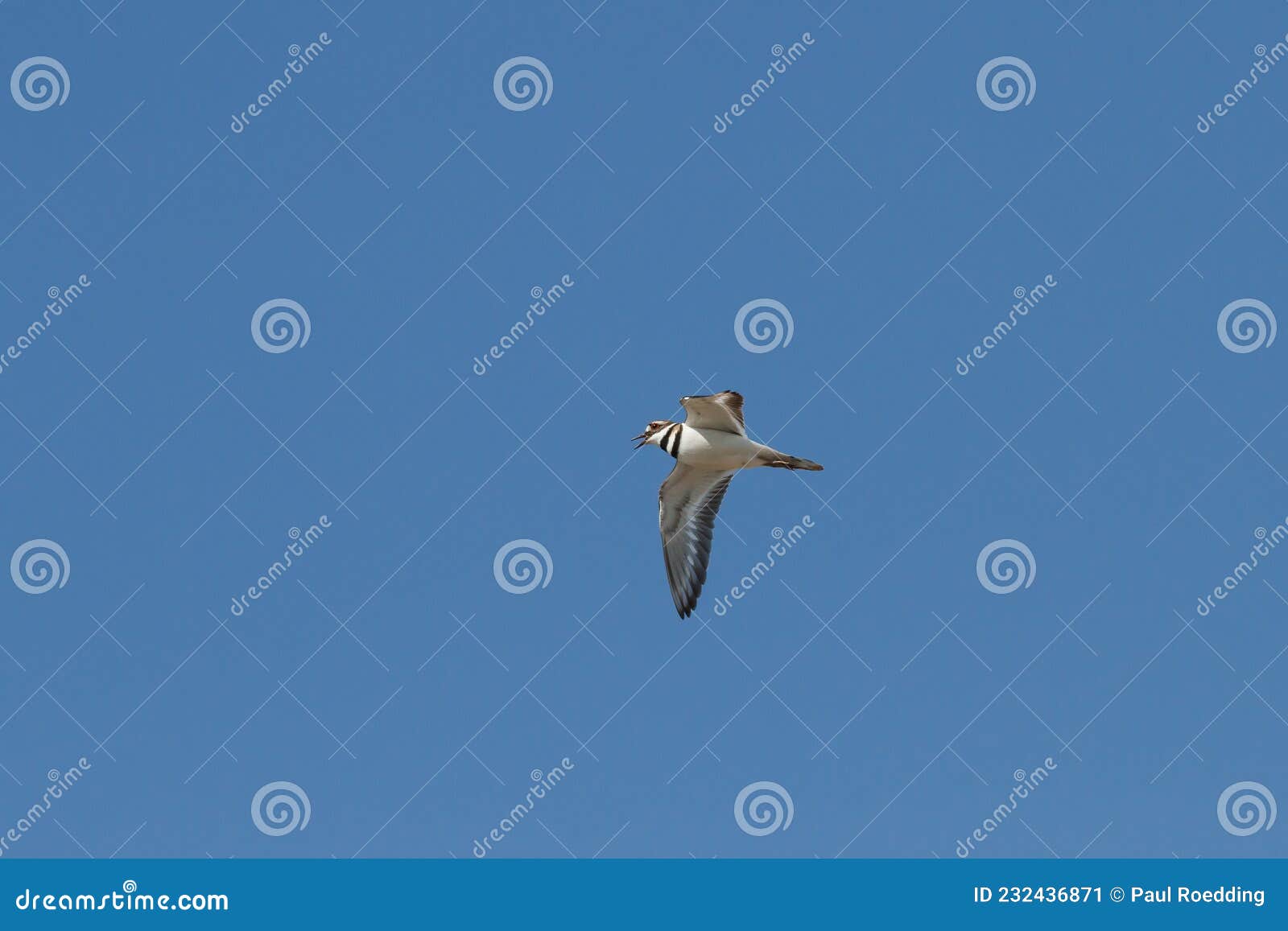 Killdeer in Flight Against a Clear Blue Sky Stock Image - Image of ...