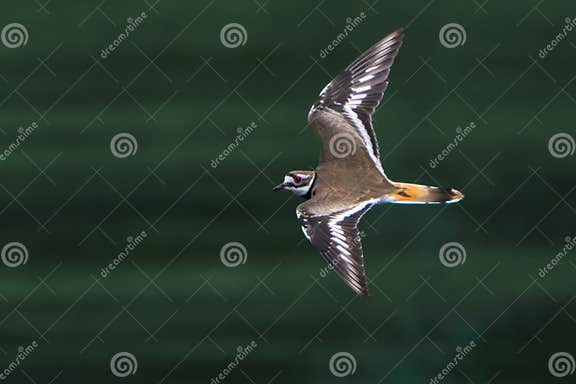 Killdeer in Flight in Commodore Park, Seattle. Stock Photo - Image of ...