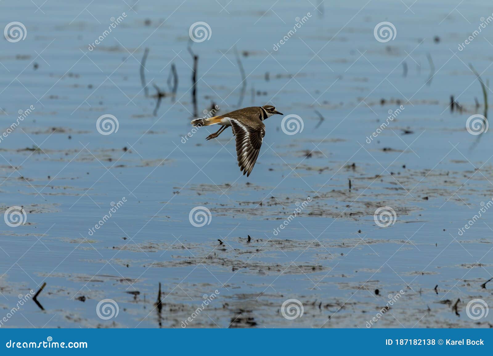 Killdeer in flight stock photo. Image of migrations - 187182138