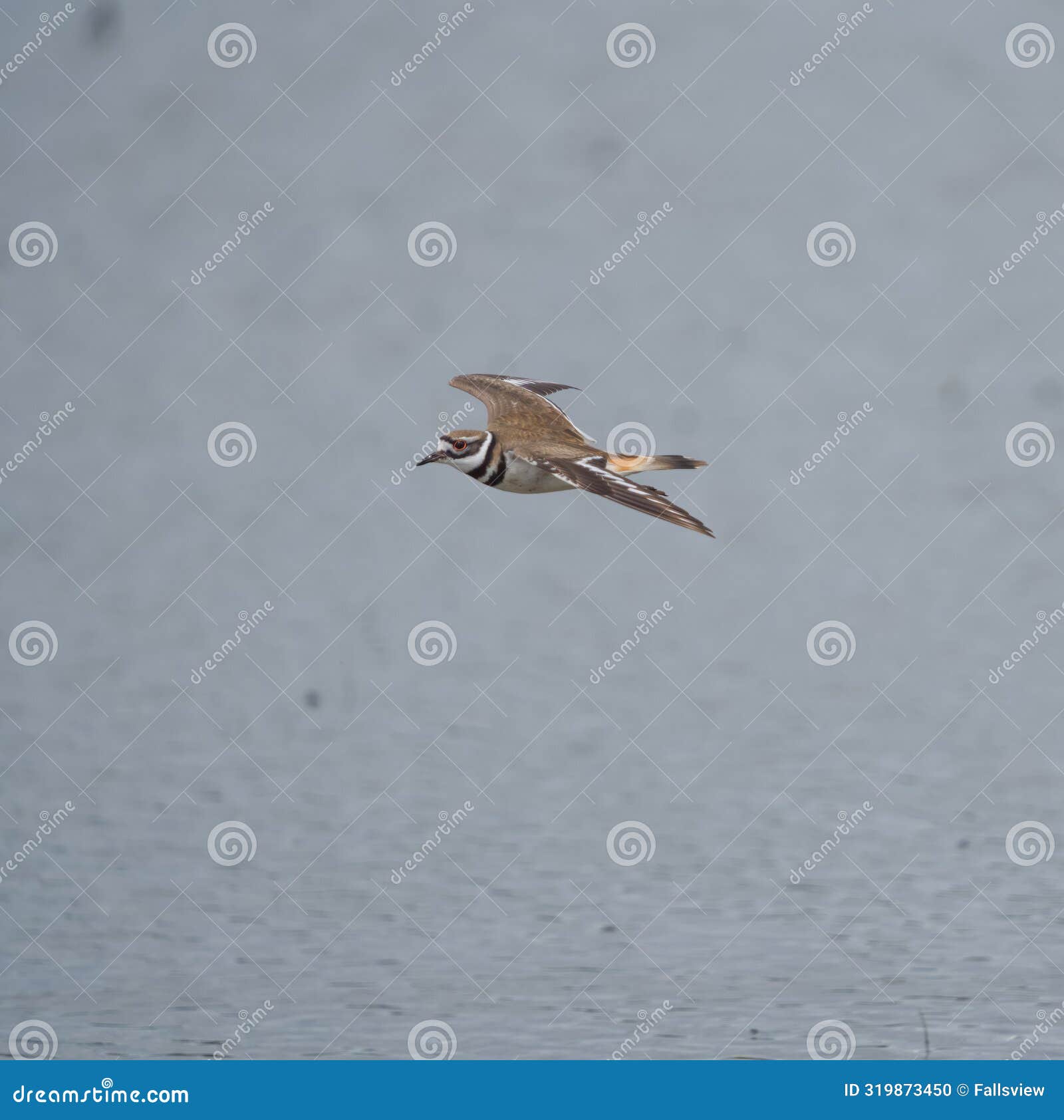 Killdeer Flying at Lakeside Marsh Stock Photo - Image of food, nests ...