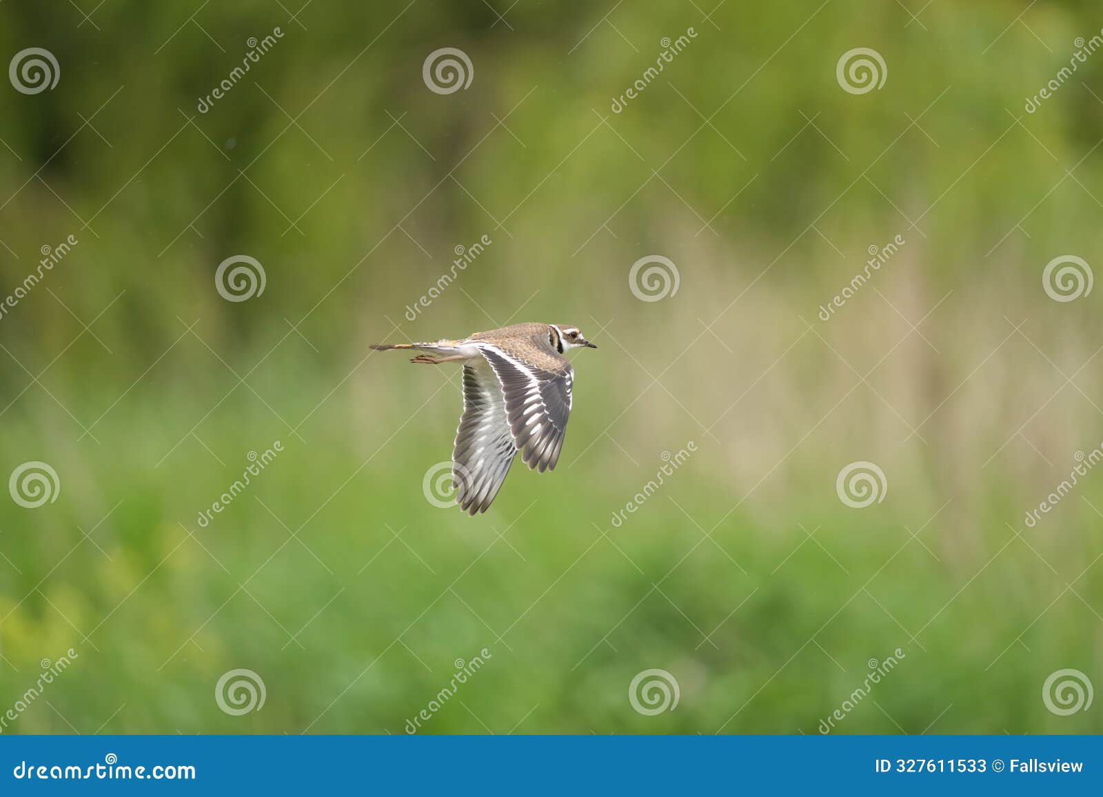 Killdeer Flying at Lakeside Marsh Stock Image - Image of migration ...