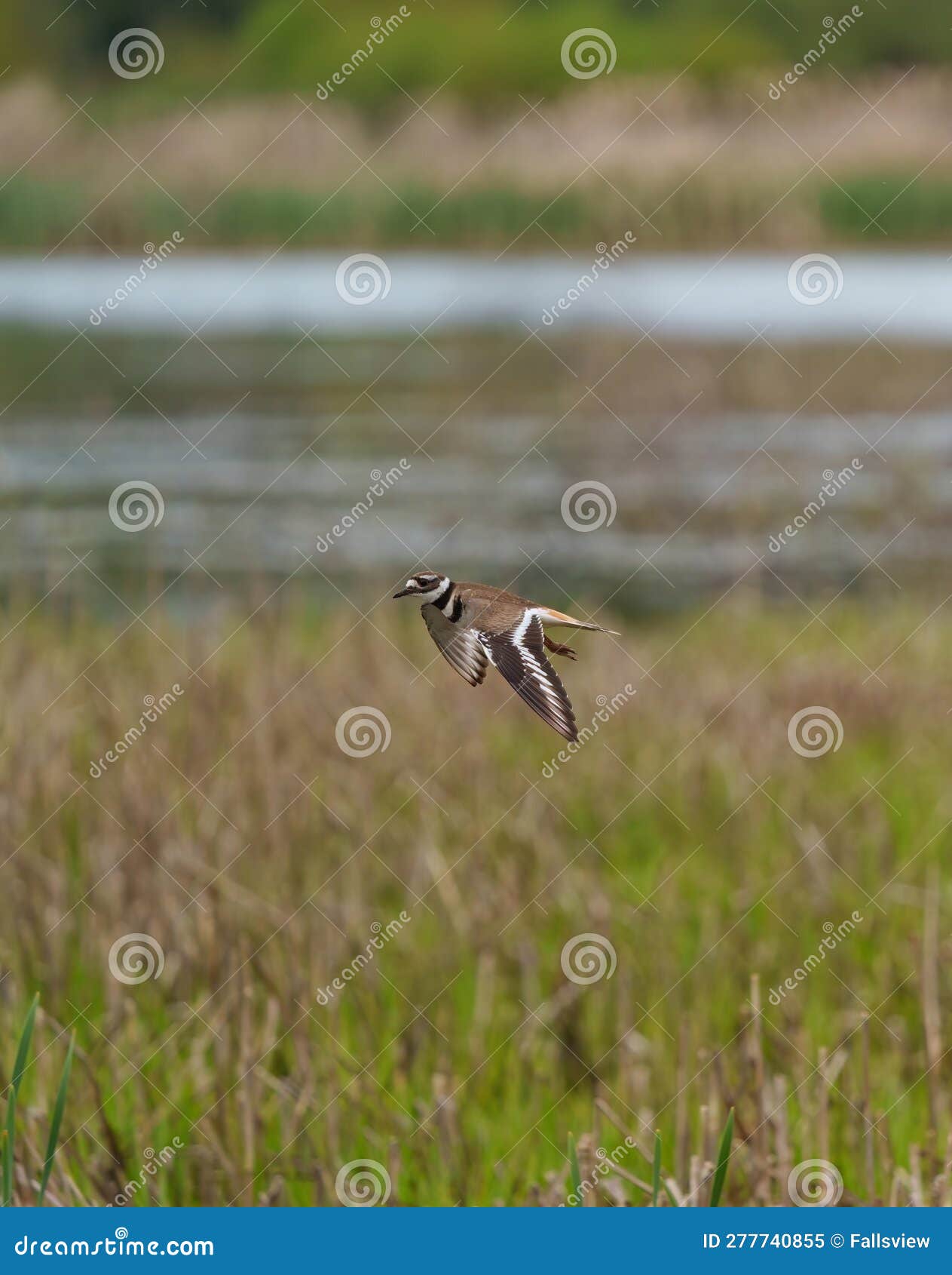 Killdeer Flying at Lakeside Marsh Stock Image - Image of large, larger ...