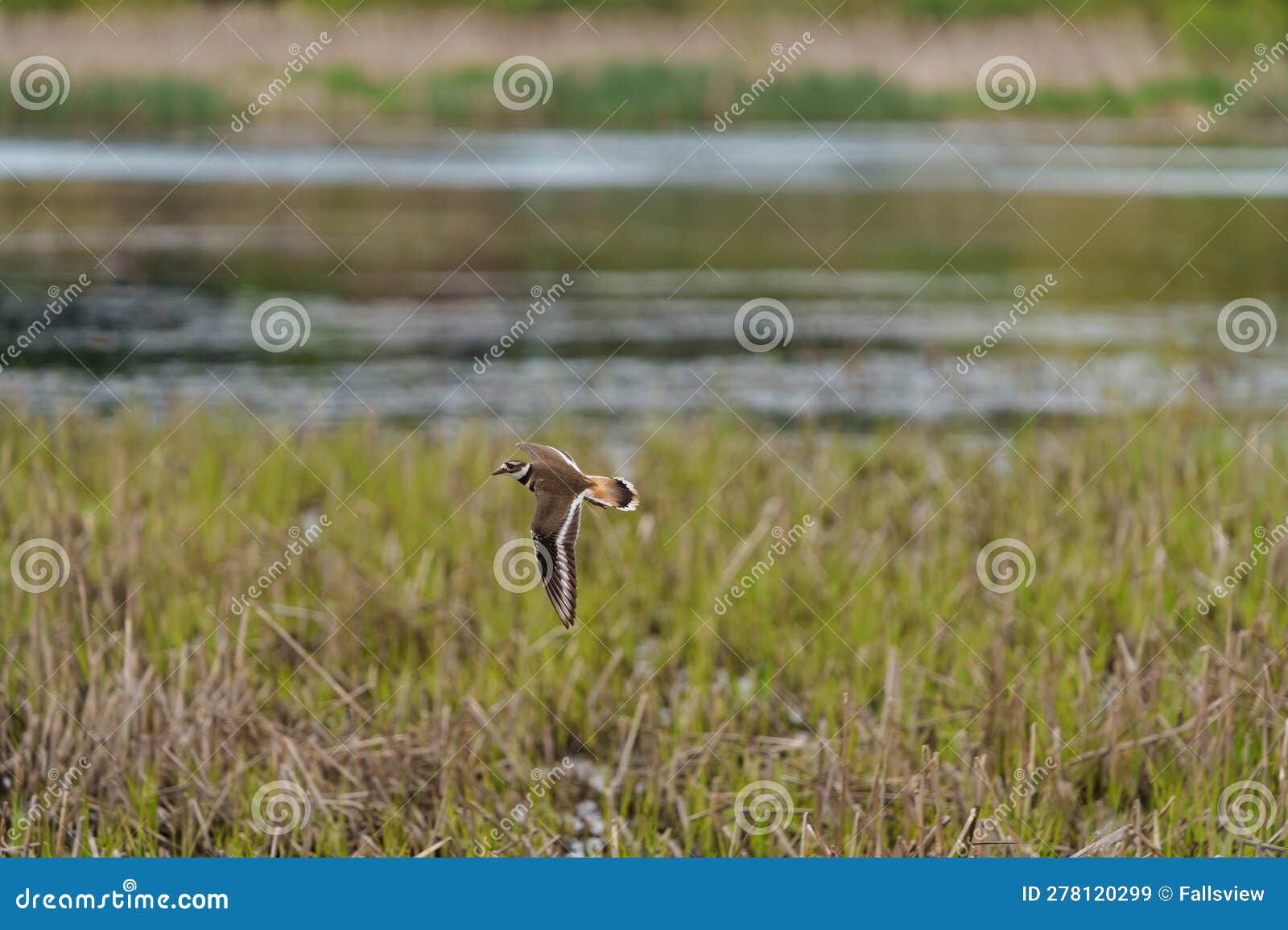 Killdeer Flying at Lakeside Marsh Stock Image - Image of birding ...