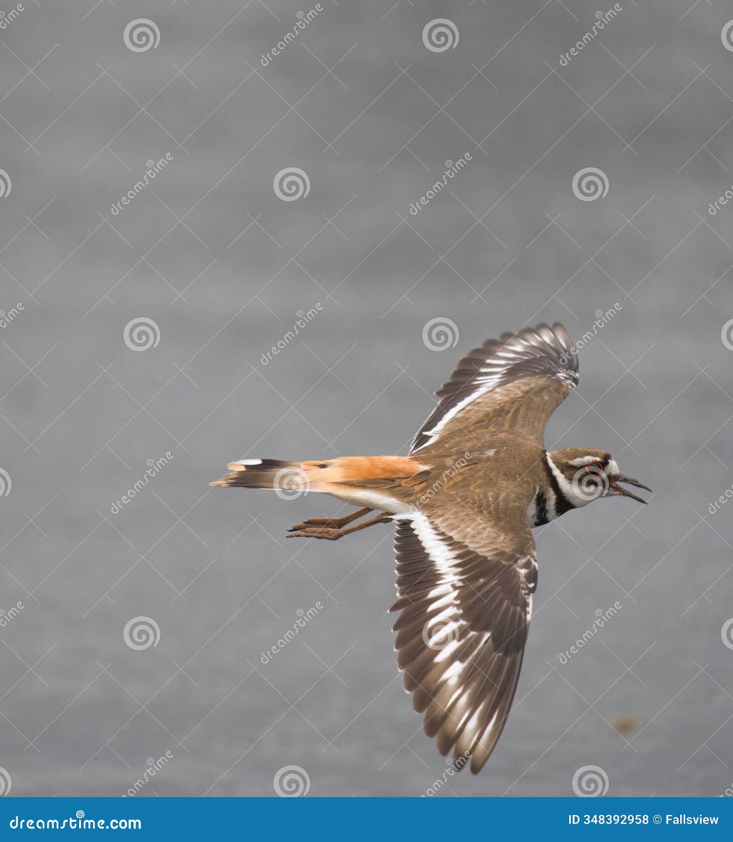 Killdeer Flying at Lakeside Marsh Stock Photo - Image of birdwatching ...