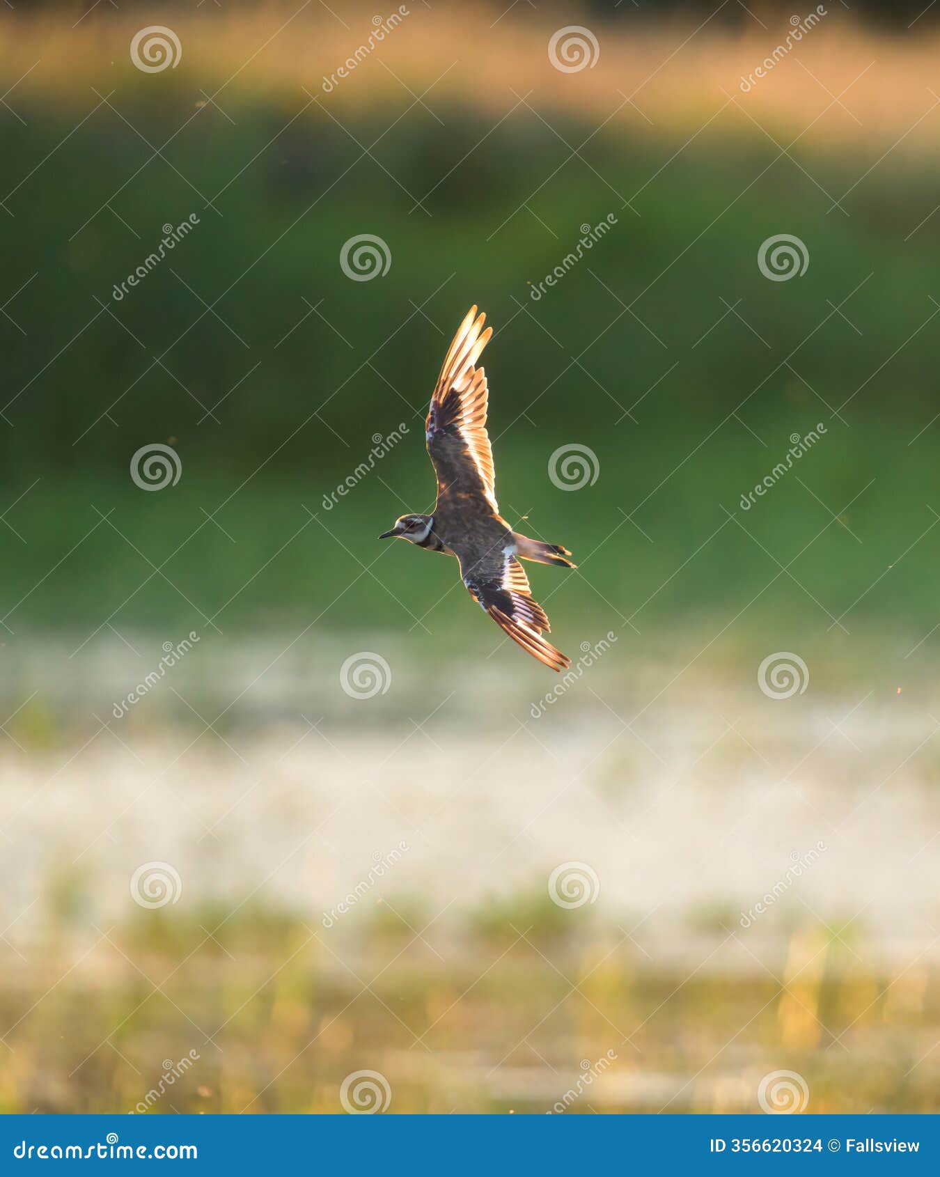 Killdeer Flying at Lakeside Marsh Stock Photo - Image of swamp, wetland ...