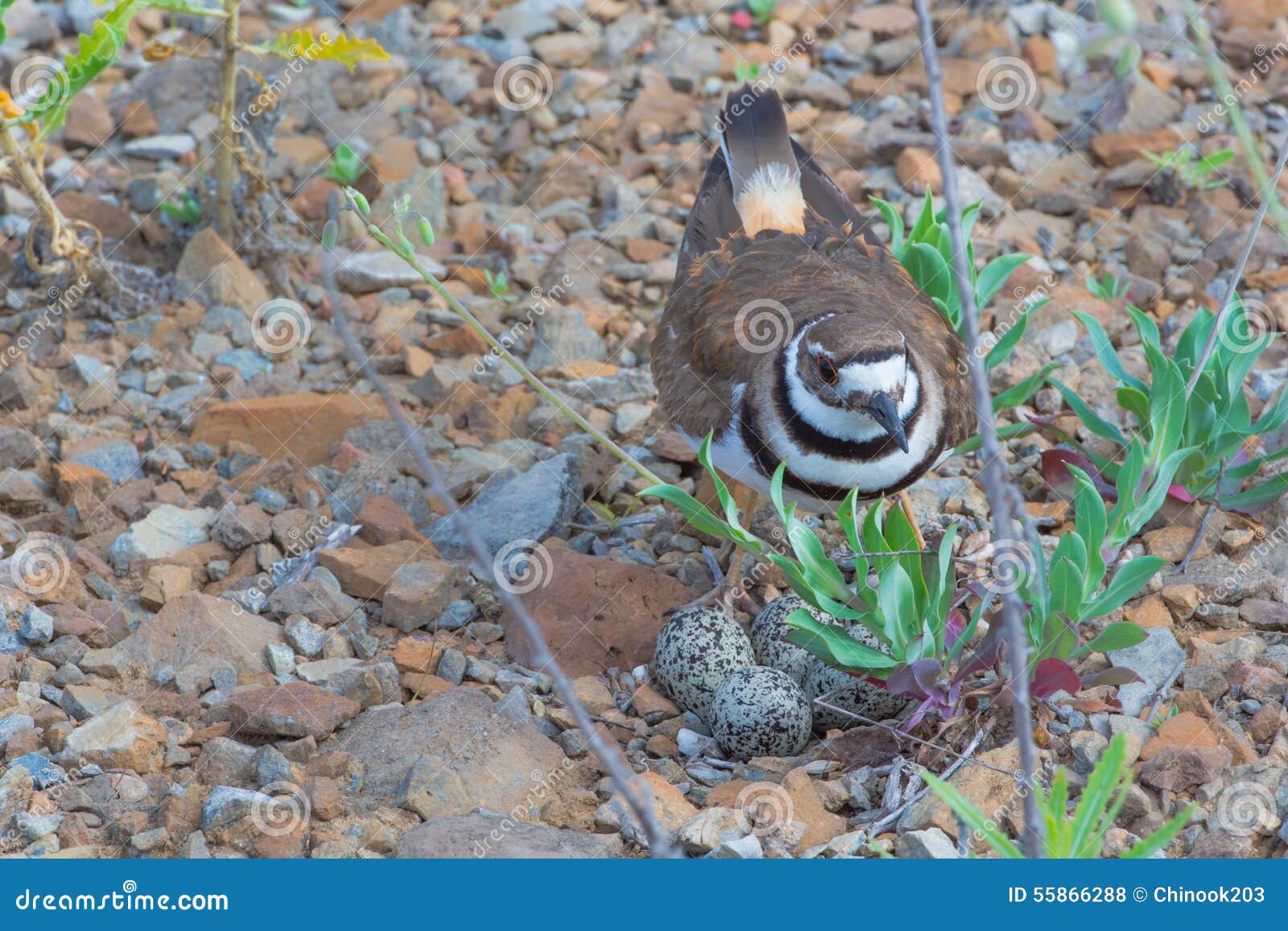 Killdeer guards nest stock photo. Image of dirt, guards - 55866288