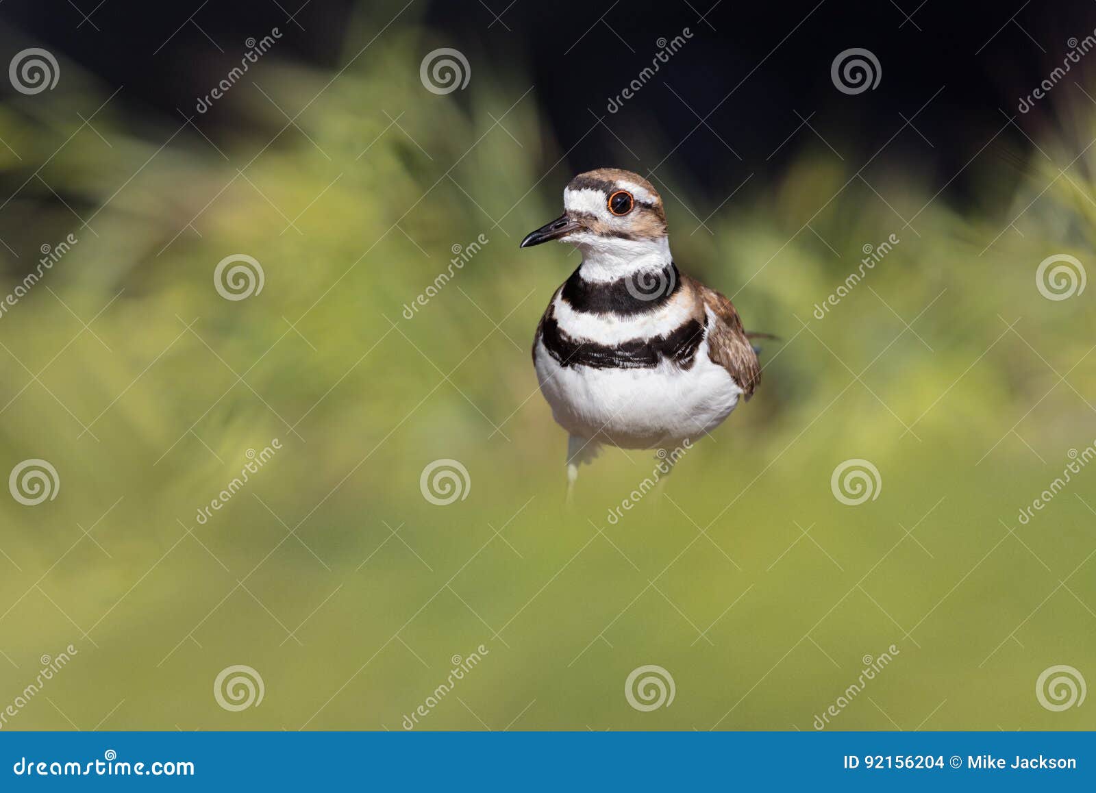 Killdeer stock photo. Image of ocean, bird, beautiful - 92156204