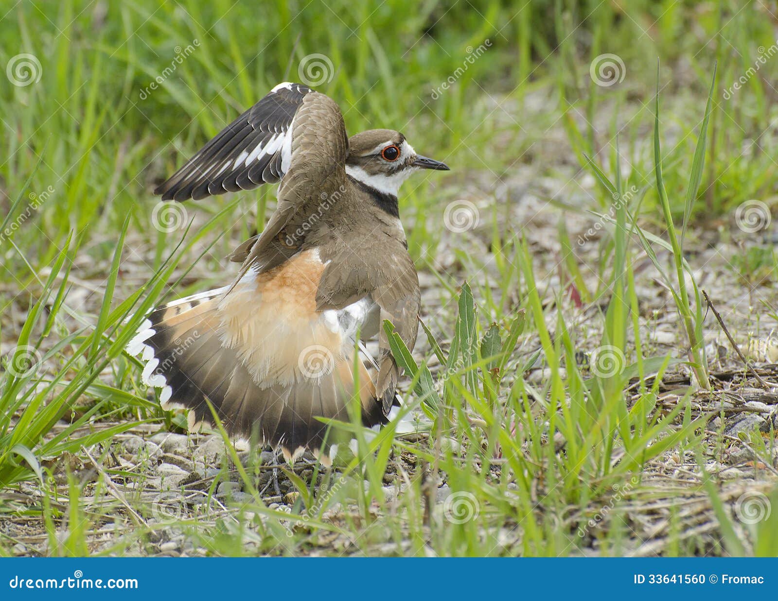 Killdeer stock photo. Image of killdeer, bird, feather - 33641560