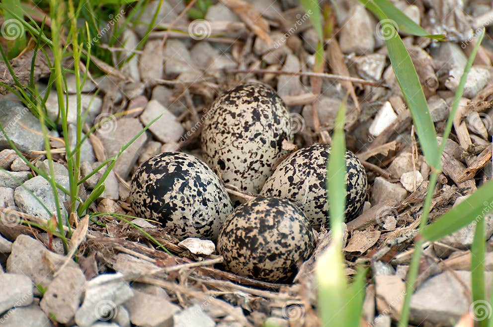 Killdeer Nest stock image. Image of bird, nesting, hide - 21943329