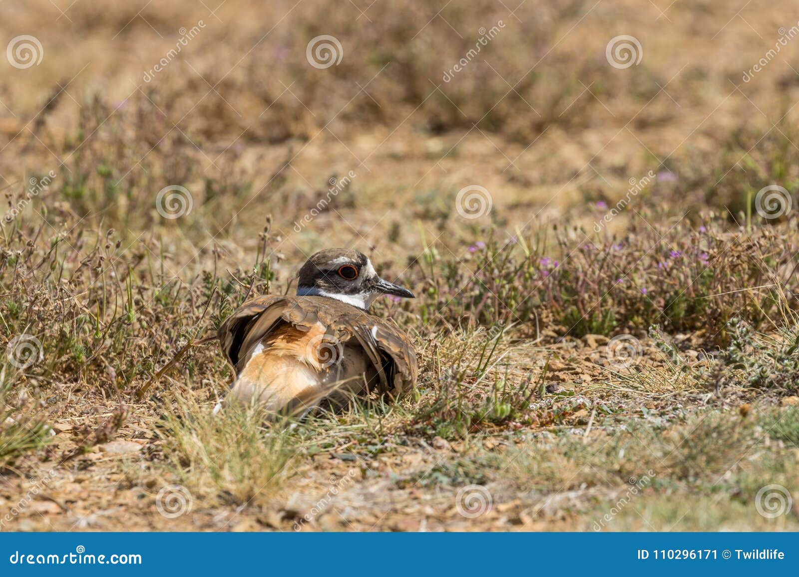 Killdeer on a Nest stock image. Image of outdoors, nature - 110296171