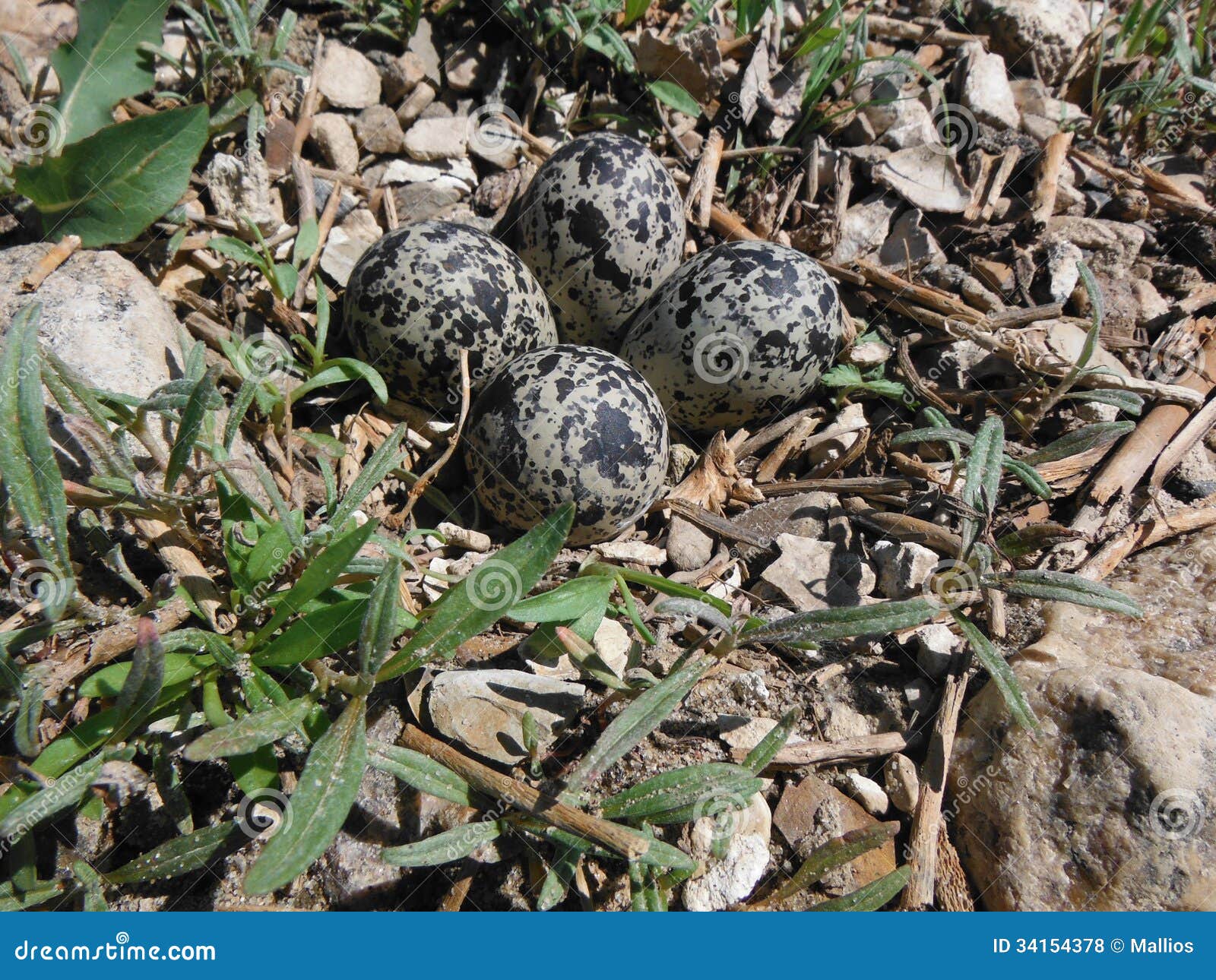 Killdeer nest stock photo. Image of nest, sand, spotted - 34154378