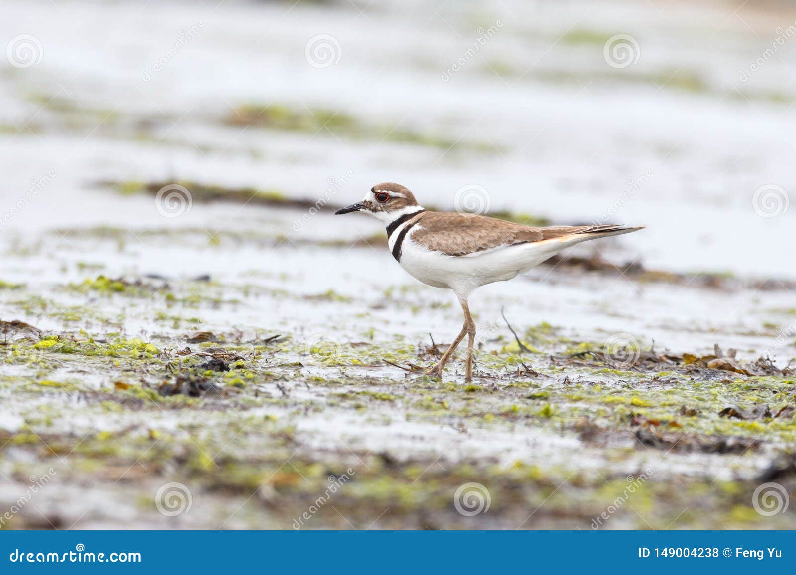 Killdeer plover bird stock photo. Image of nature, avian - 149004238